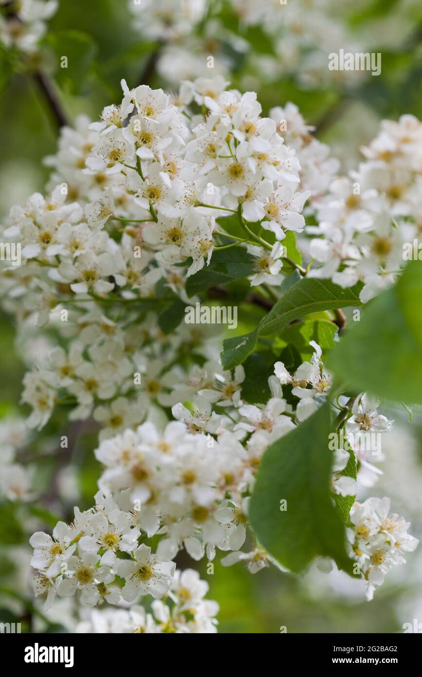 Prunus padus bird hi-res stock photography and images - Alamy