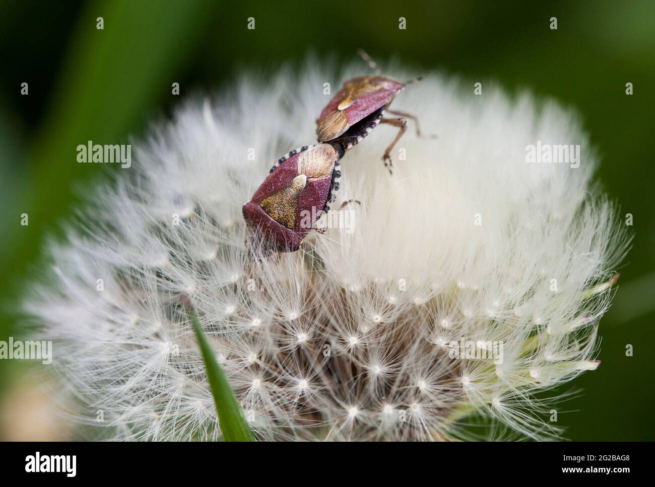 PENTATOMIDAE shield bugs on flowering dandelion cottongrass Stock Photo ...