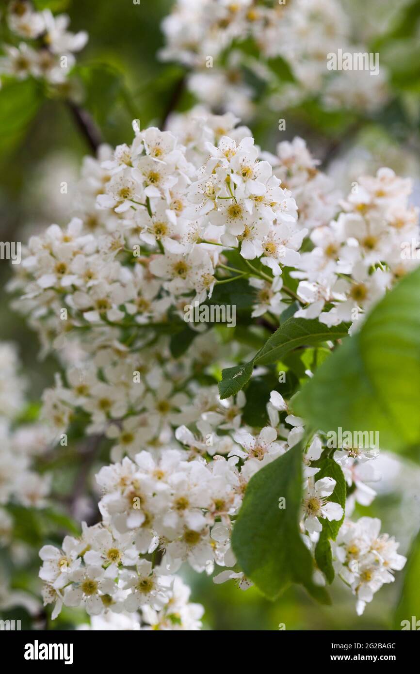 Bird cherry blossom hi-res stock photography and images - Alamy