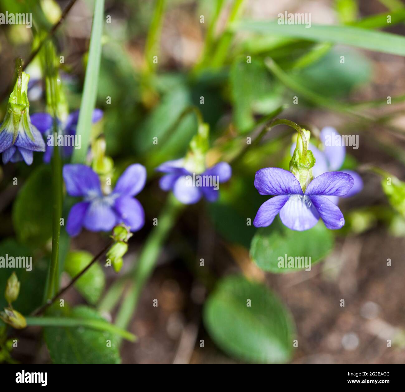 VIOLA RIVINIANA The common dog-violet Stock Photo - Alamy