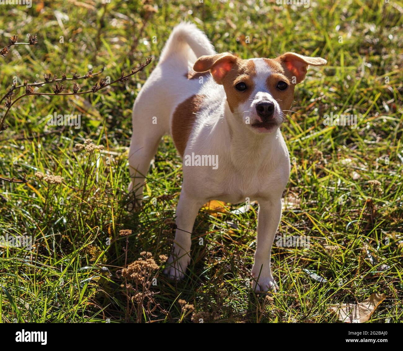 Portrait of funny dog outdoor Stock Photo - Alamy