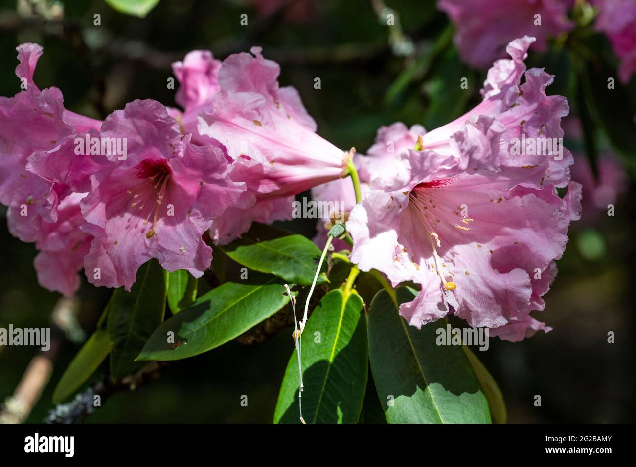 Floral display at Lydney Park gardens. A Rhododendron and Azalea garden ...