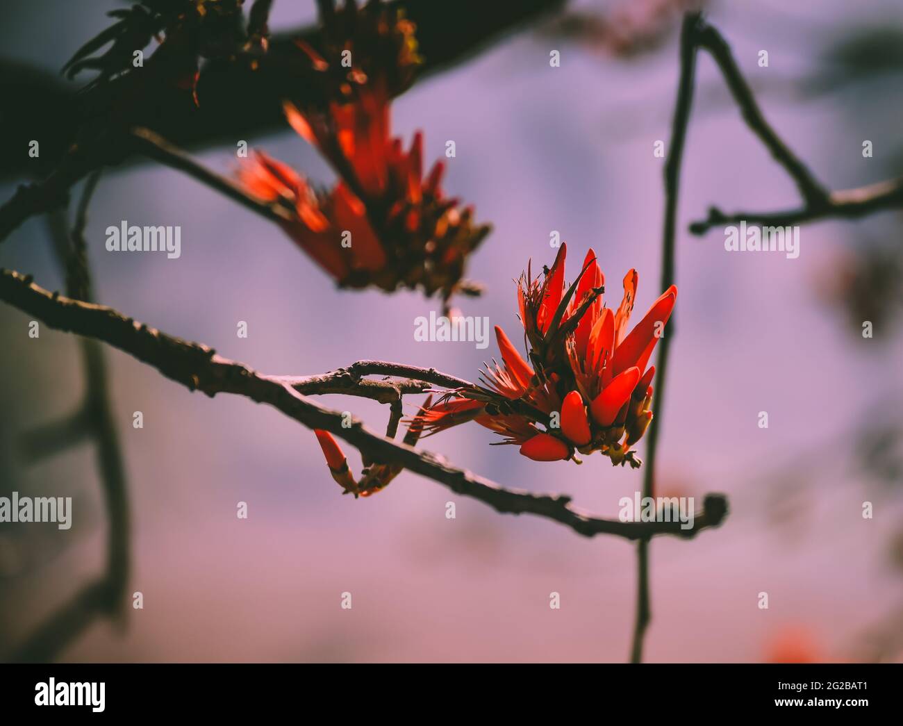 Erythrina variegata hi-res stock photography and images - Alamy