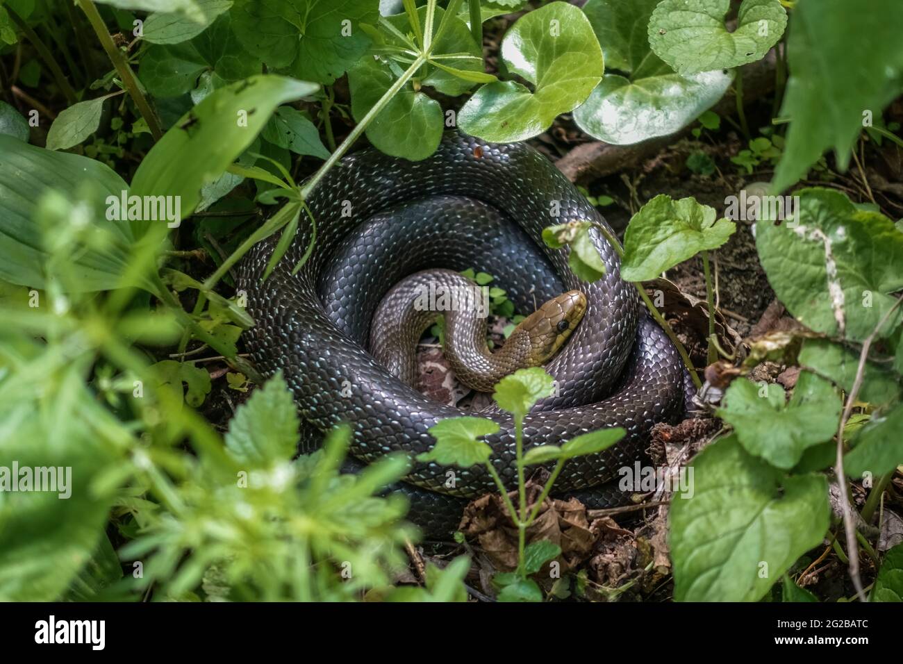 Turtle legs head tail hi-res stock photography and images - Alamy