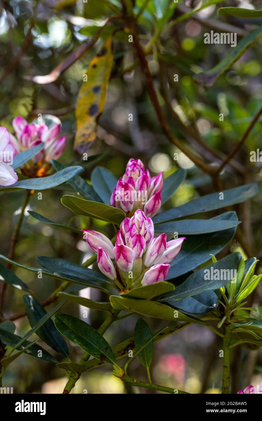 Floral display at Lydney Park gardens. A Rhododendron and Azalea garden ...