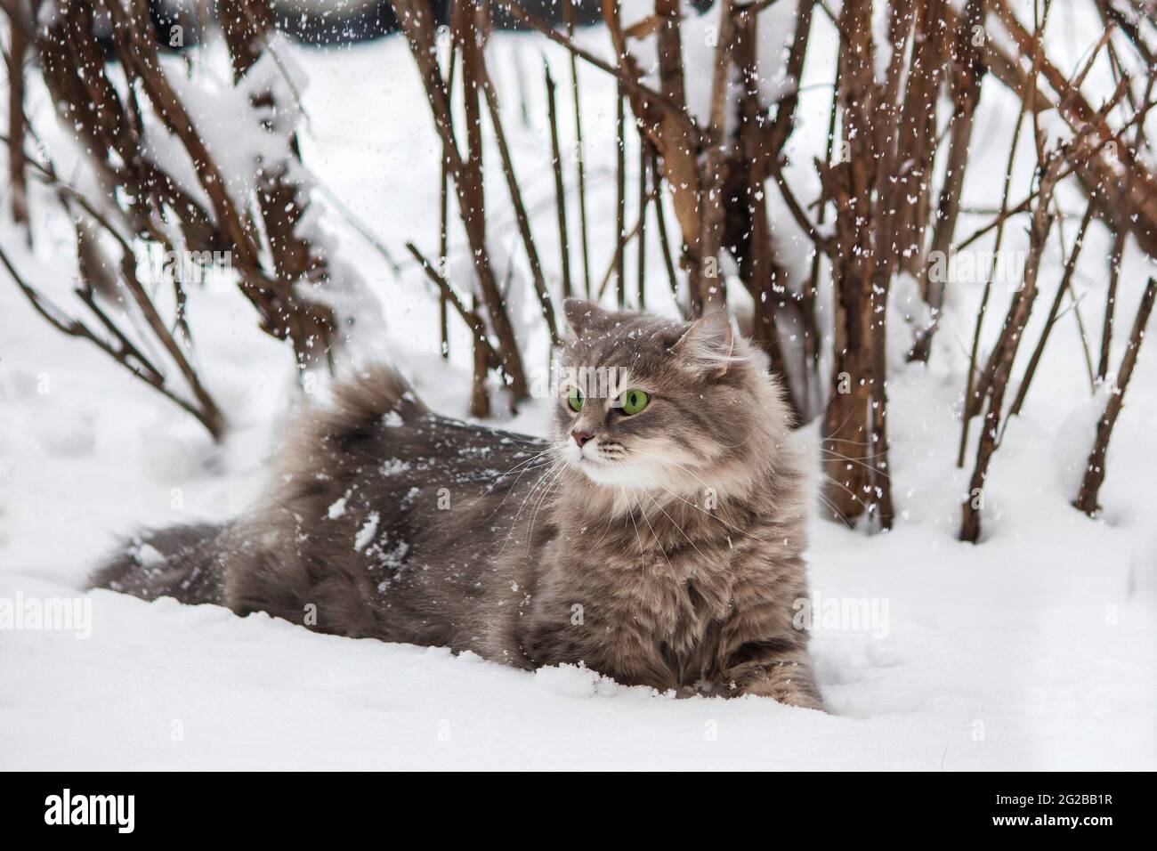 Cute cat in snow face hi-res stock photography and images - Alamy