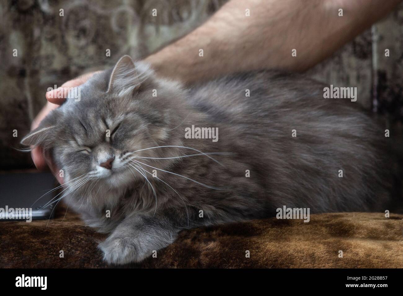 Funny cat in hands hi-res stock photography and images - Alamy
