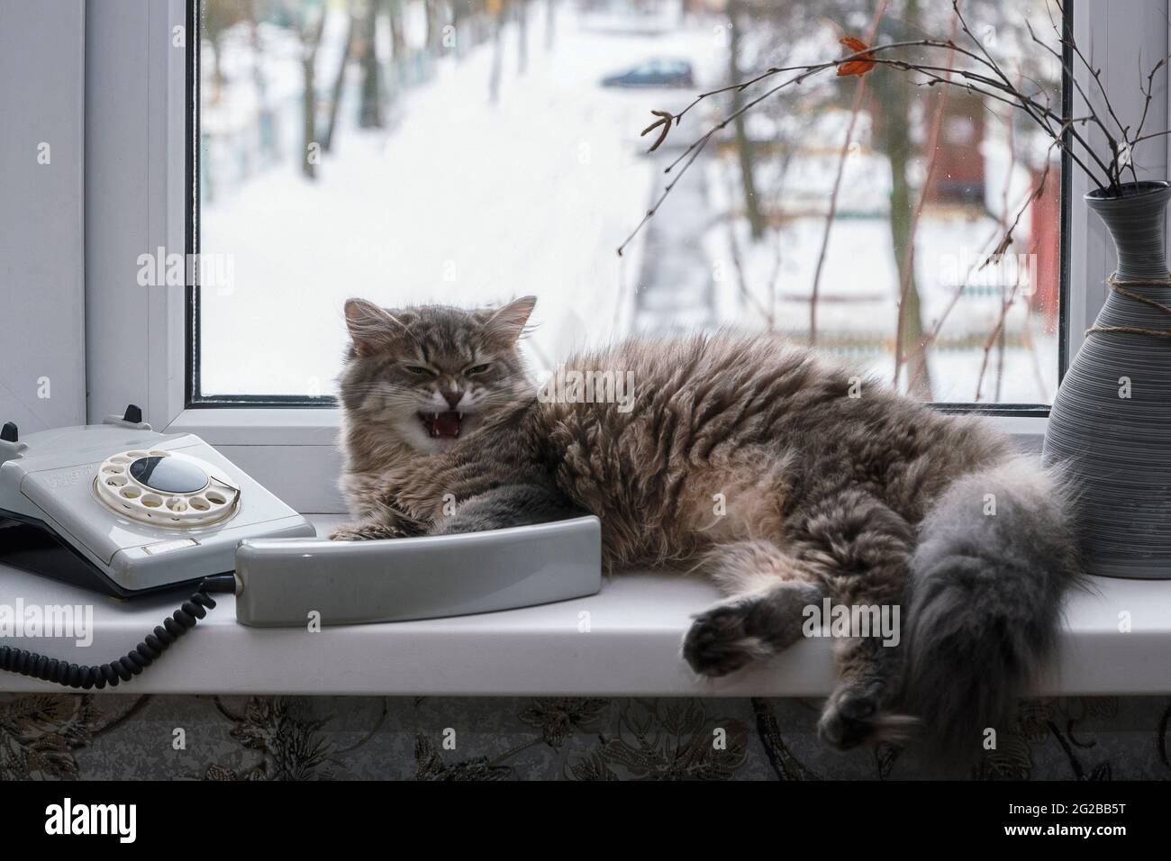 Phone with cat photo hi-res stock photography and images - Alamy