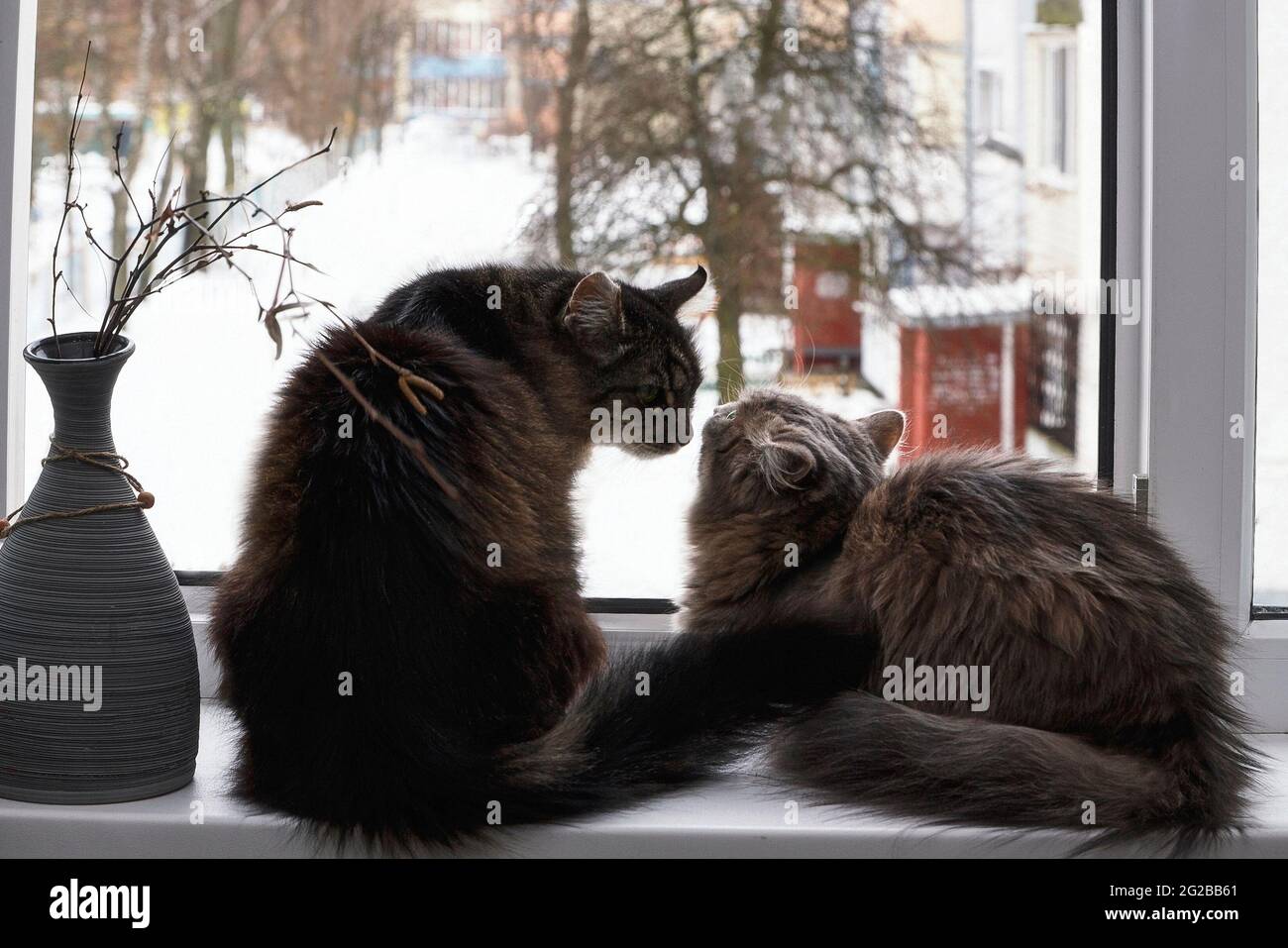 Domestic cats on the windowsill Stock Photo - Alamy