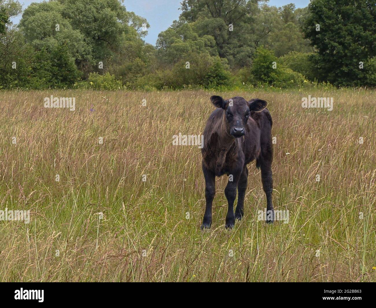 Little black calf on a meadow Stock Photo - Alamy