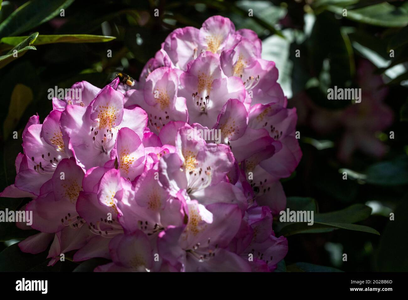 Floral display at Lydney Park gardens. A Rhododendron and Azalea garden ...