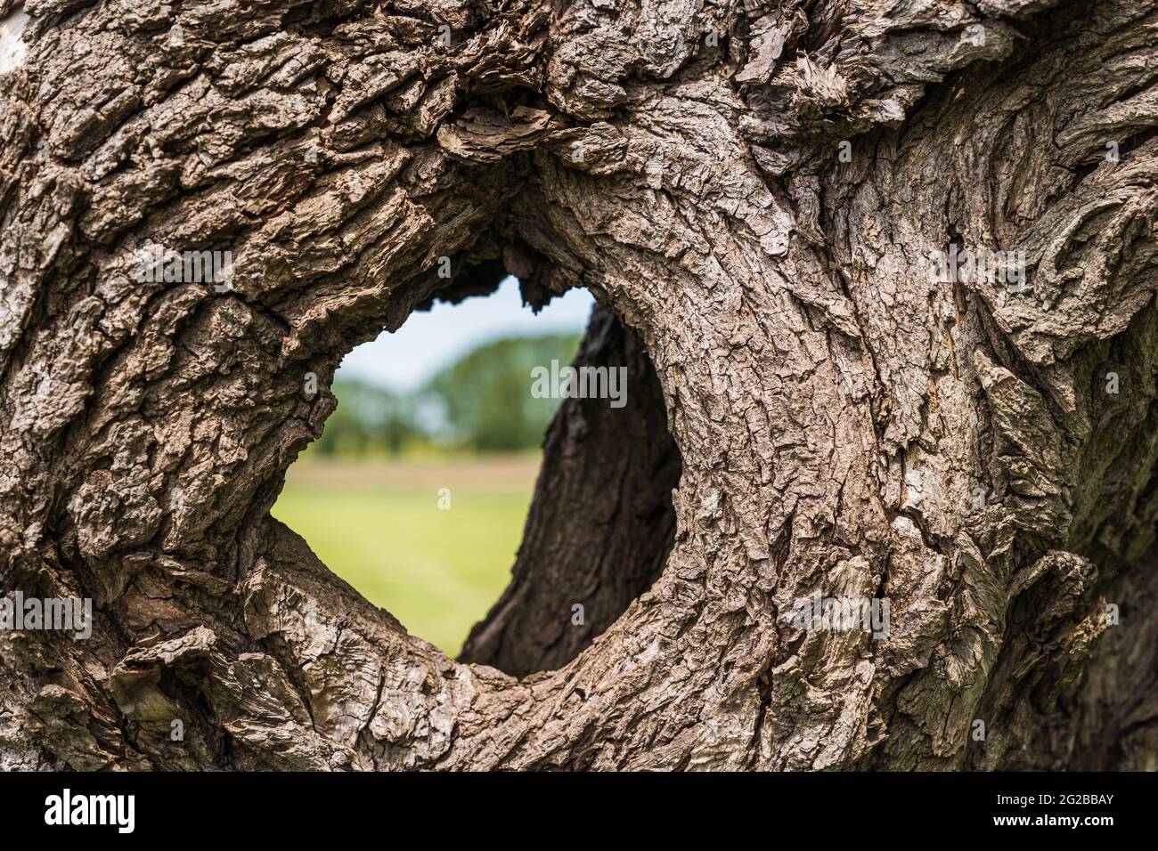 Hollow on a tree trunk Stock Photo - Alamy