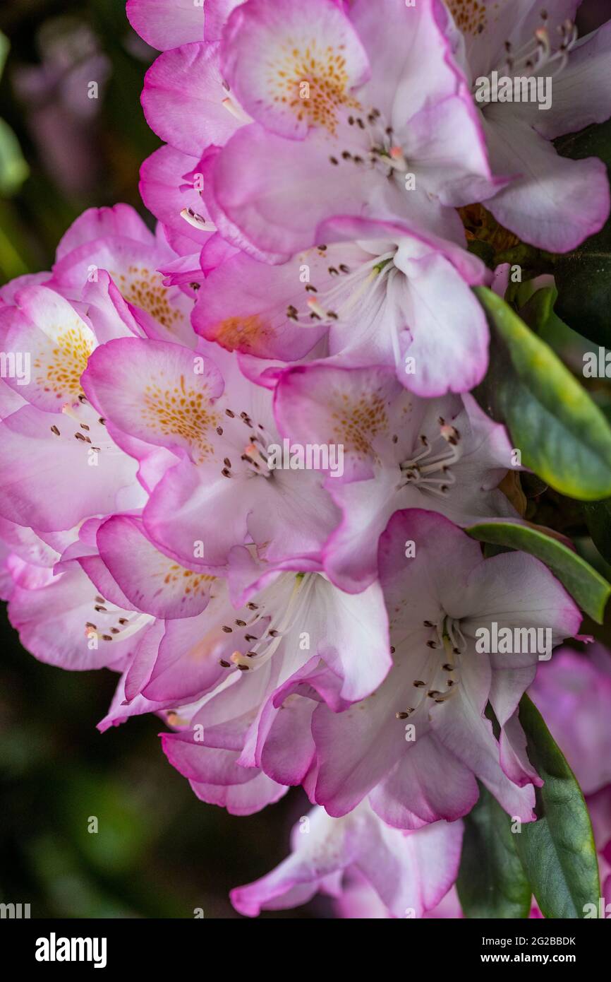 Floral display at Lydney Park gardens. A Rhododendron and Azalea garden ...