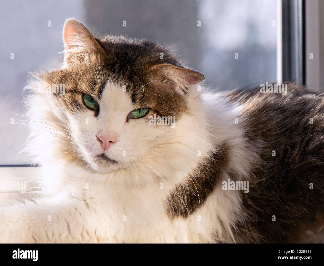 Domestic cat photos hi-res stock photography and images - Alamy