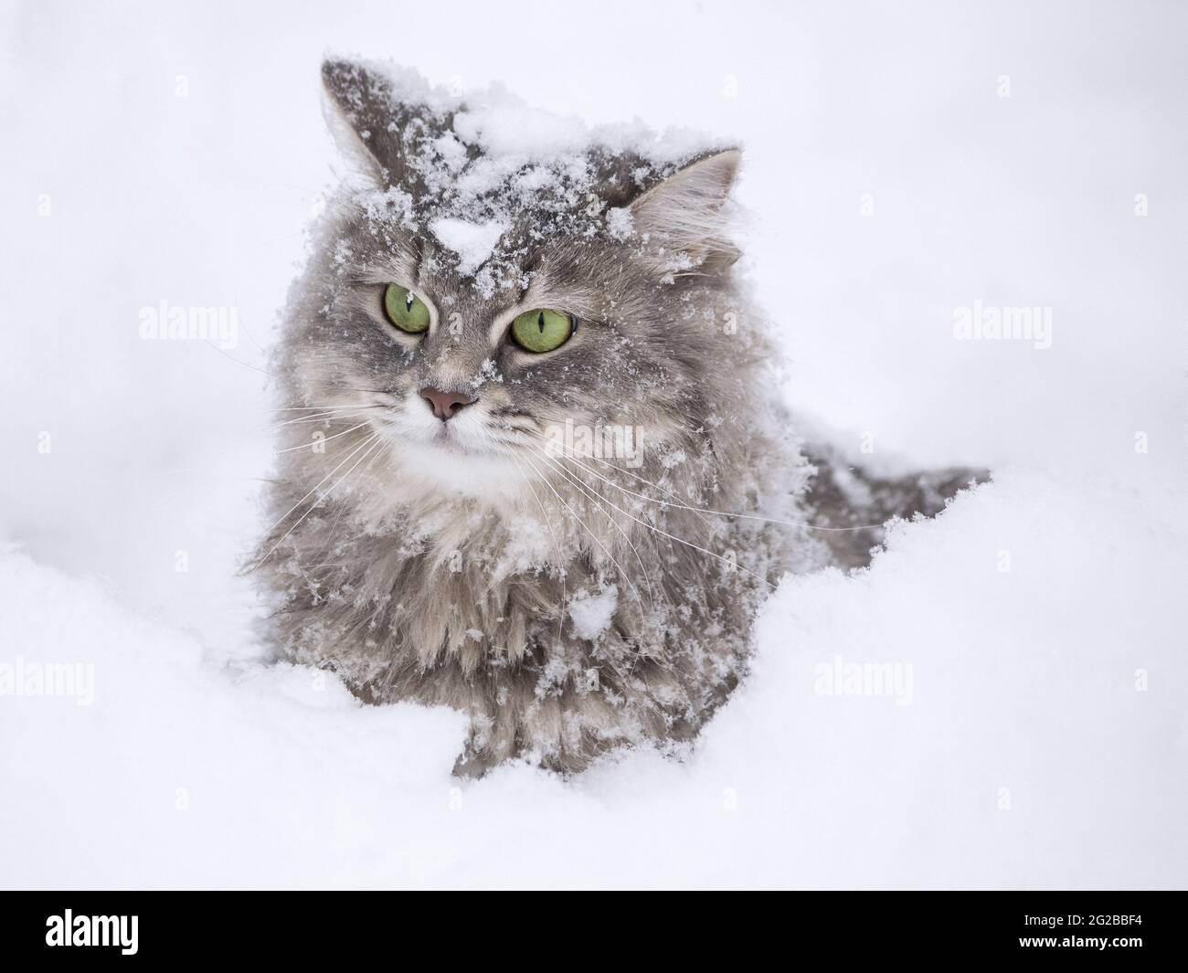 Domestic cat snow face hi-res stock photography and images - Alamy