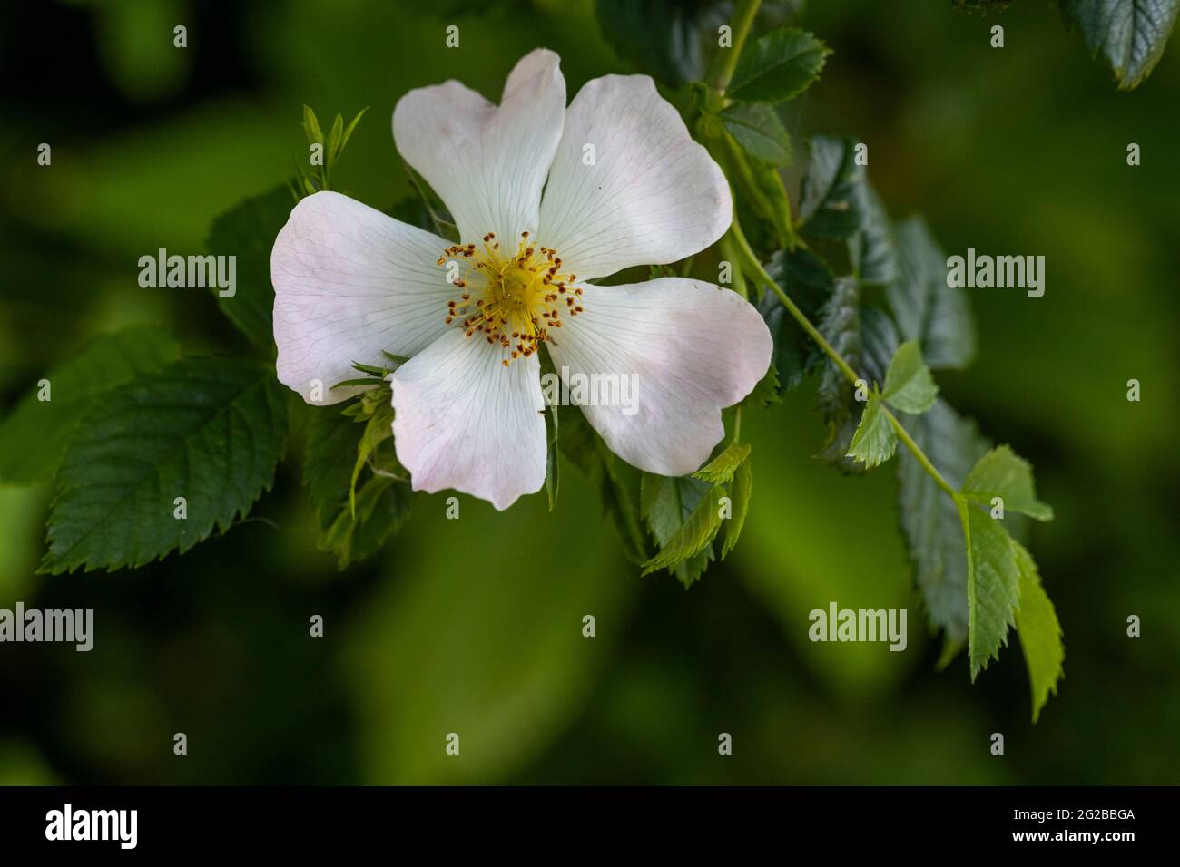 Wild Dog rose - Rosa canina - Lydney Park gardens Stock Photo - Alamy