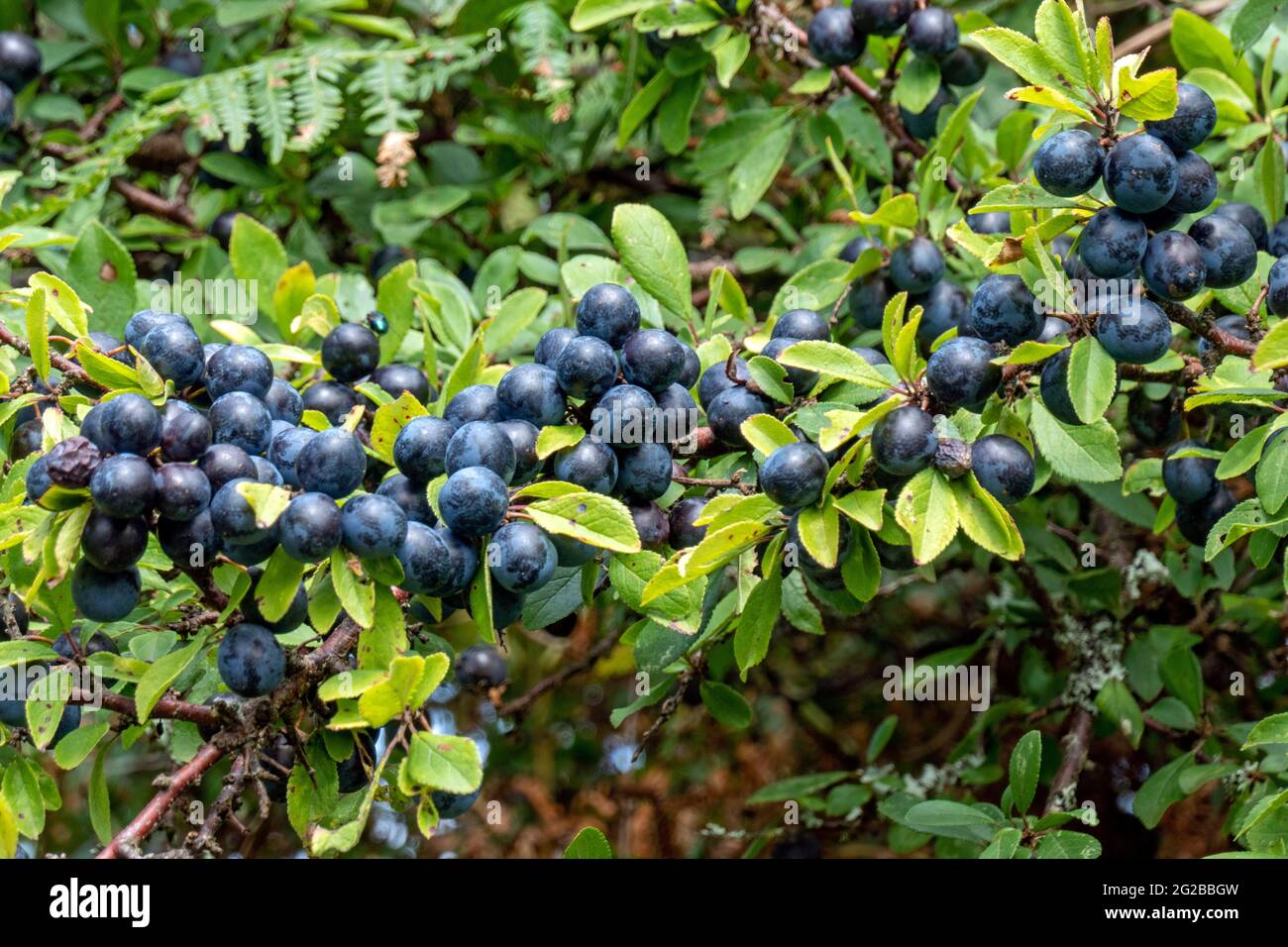 Prunus spinosa ripe sloes hi-res stock photography and images - Alamy