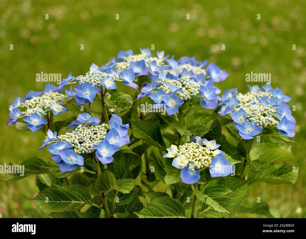 Beautiful blue Hydrangea blossom of macrophylla teller flower. Nature ...