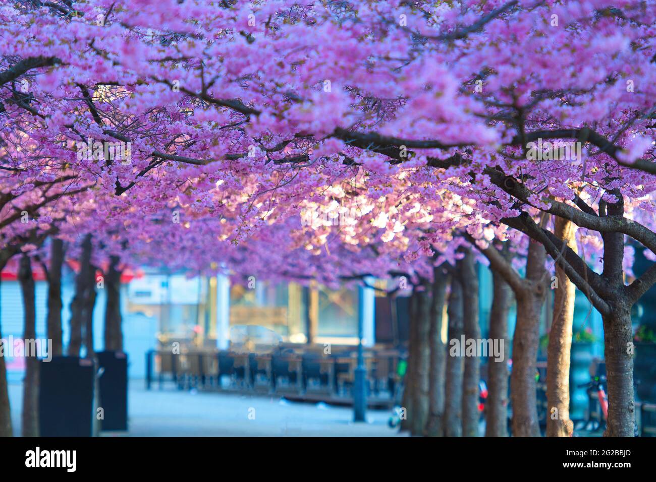 Closeup shot of an empty pathway in the park surrounded by cherry ...