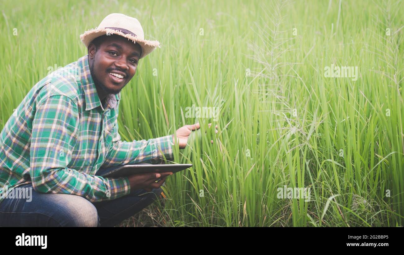 Rice cultivation african hi-res stock photography and images - Alamy