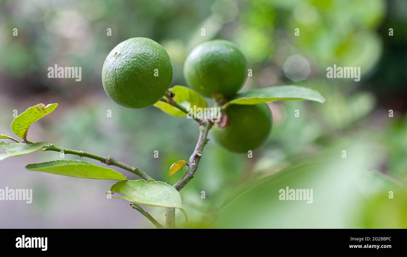 Organic green limes on a tree in the garden Stock Photo - Alamy