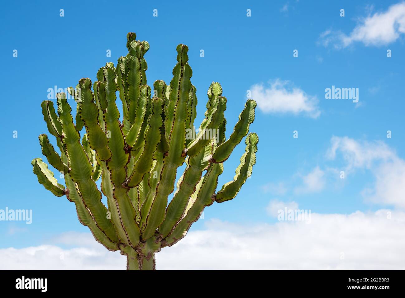 Tall cactus tree hi-res stock photography and images - Alamy