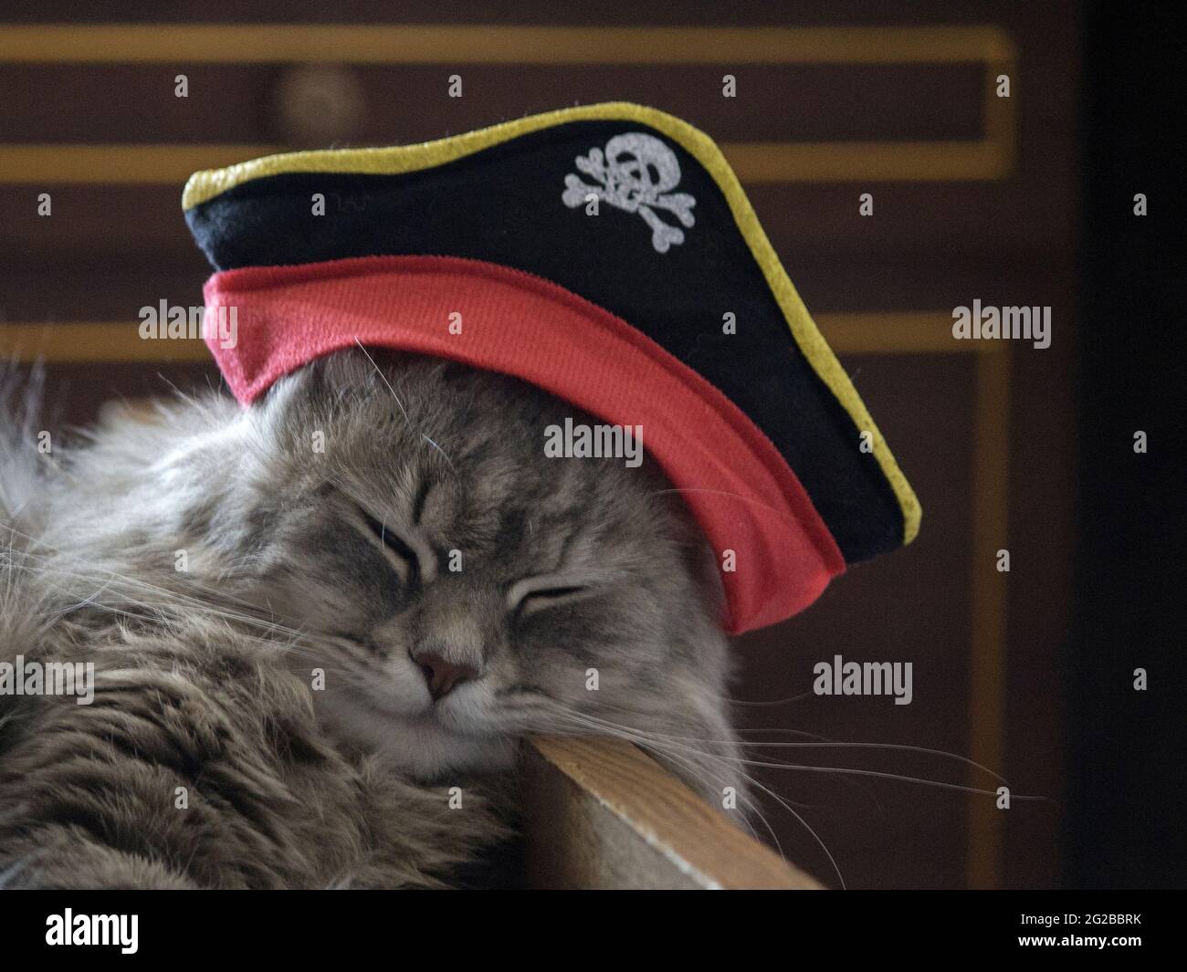 Portrait of a cat in a pirate hat Stock Photo - Alamy