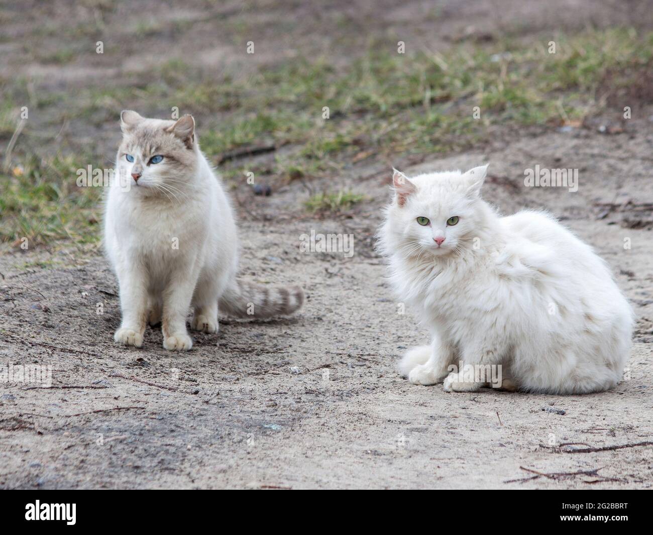 Pets outdoor hi-res stock photography and images - Alamy