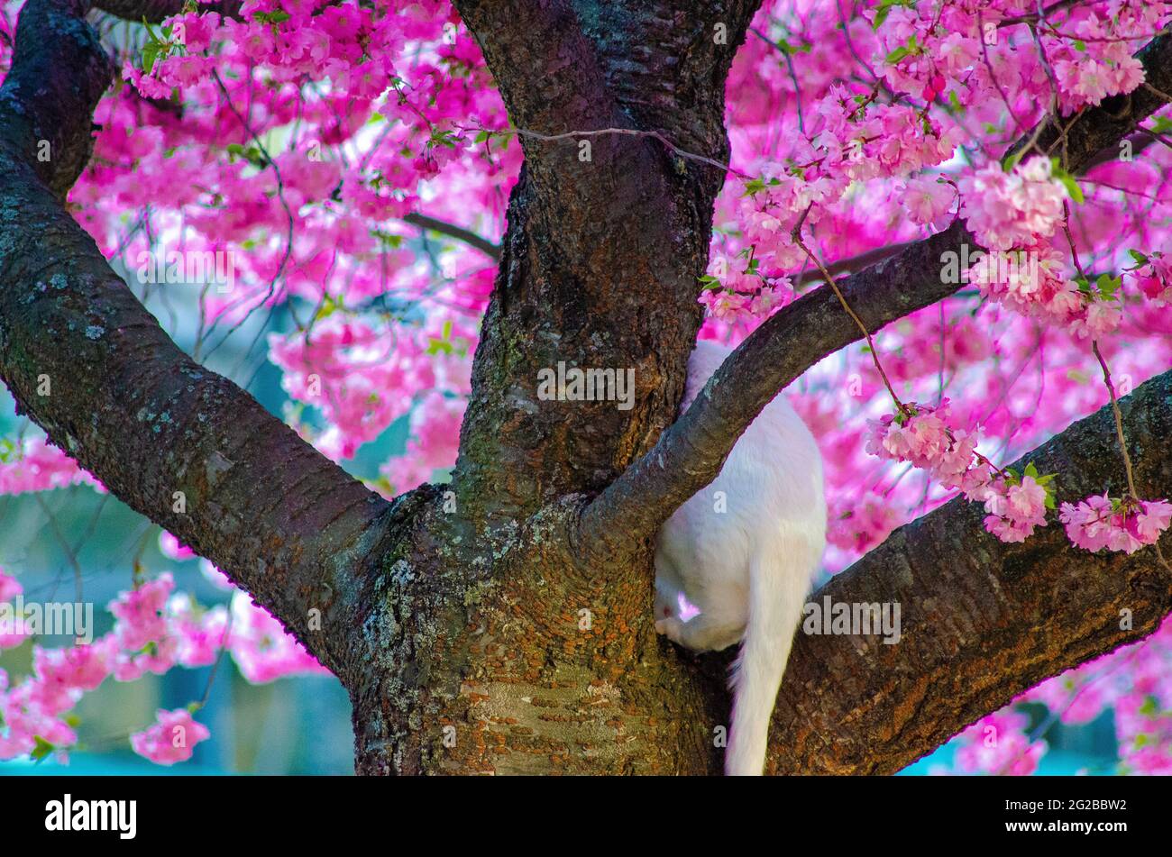 Domestic cat cherry tree hi-res stock photography and images - Alamy