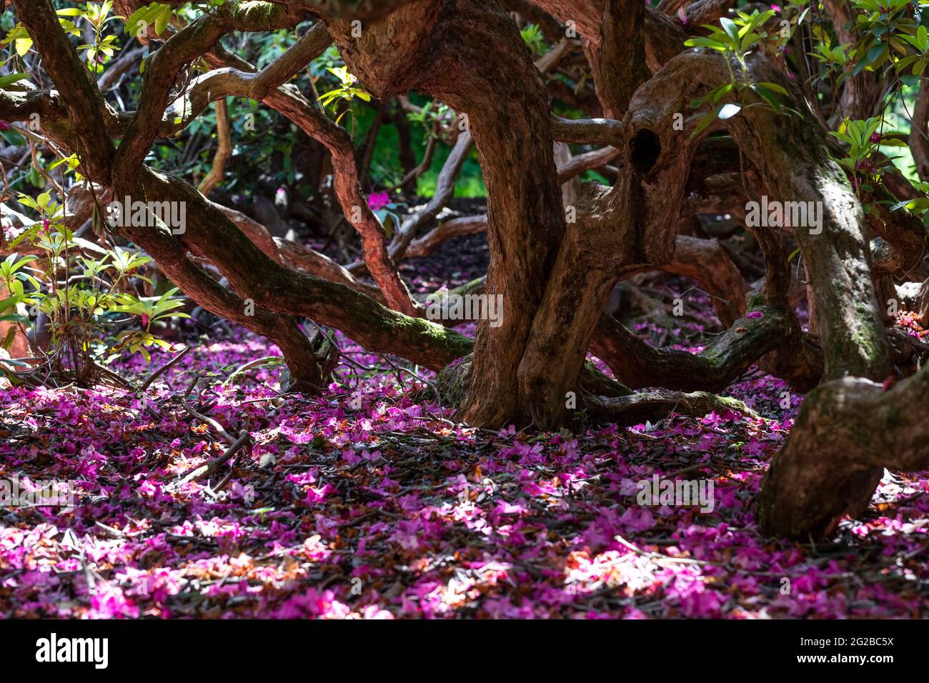 Floral display at Lydney Park gardens. A Rhododendron and Azalea garden ...