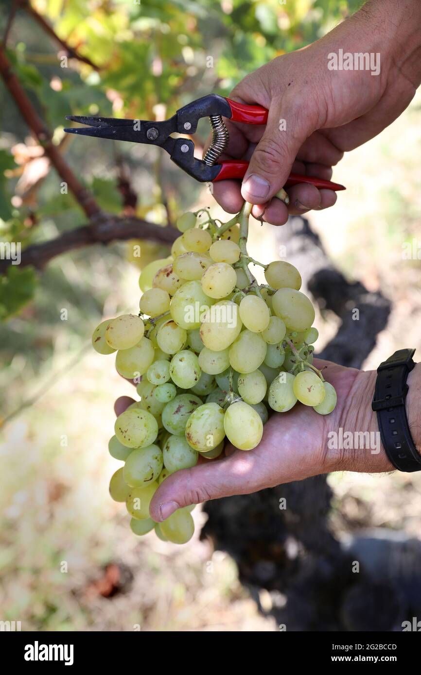 Table grape hi-res stock photography and images - Alamy