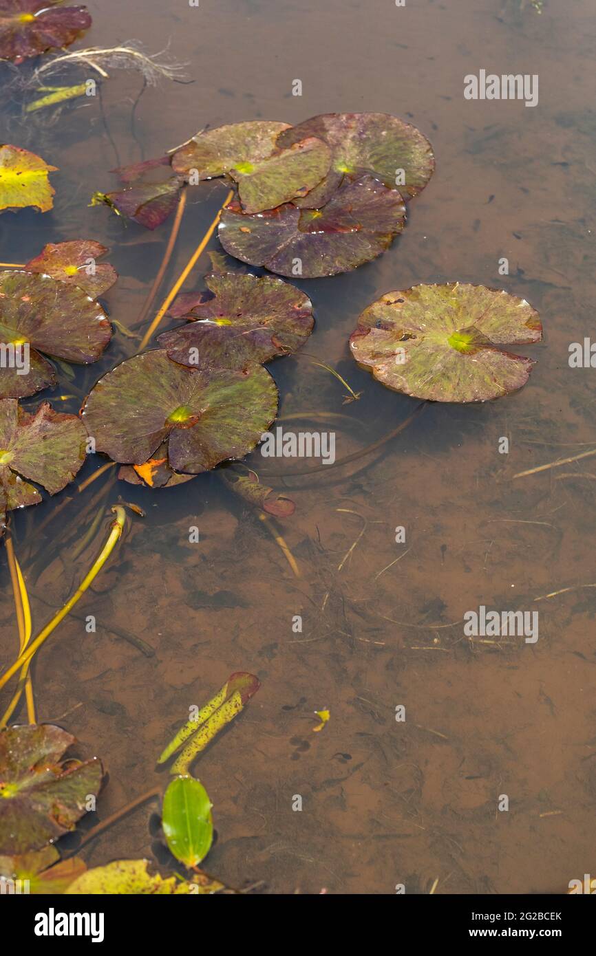 Lydney park estate old park hi-res stock photography and images - Alamy