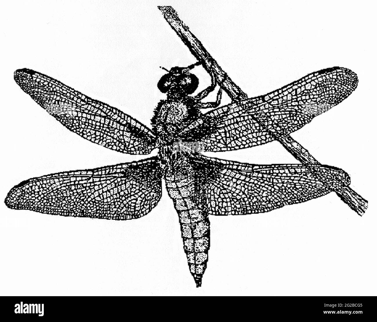Dragonfly mating Black and White Stock Photos & Images - Alamy