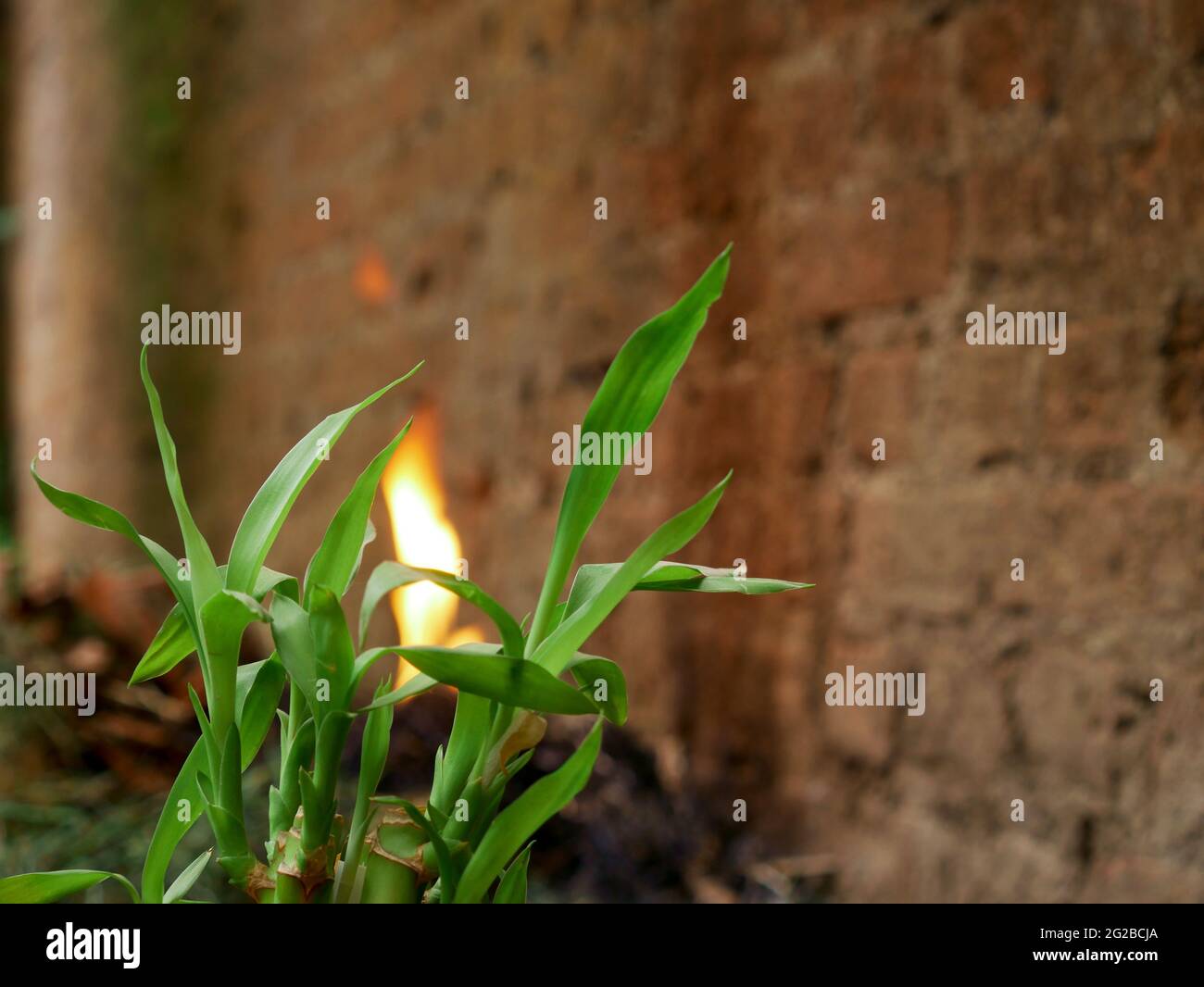 Green grass with blur burning fire brick wall texture frame shot Stock ...
