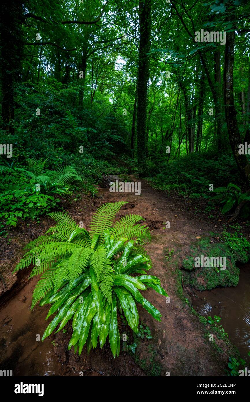 Our common ferns hi-res stock photography and images - Alamy