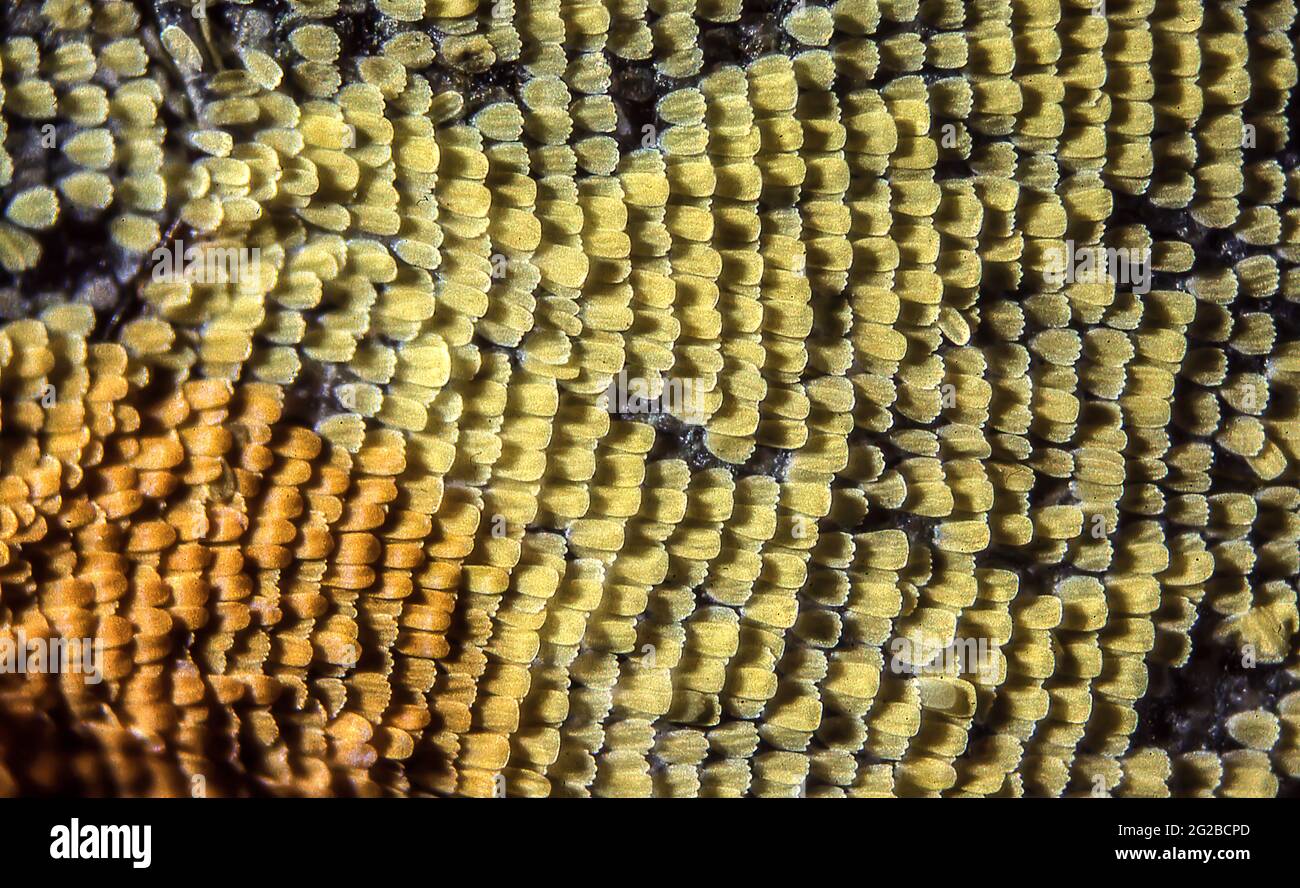 Swallowtail wings with drawing and wing scales Stock Photo - Alamy