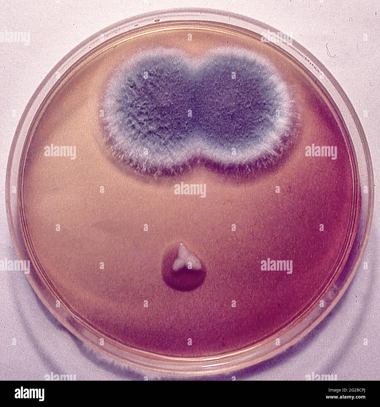 Petri dishes with culture medium and mold in the laboratory Stock Photo ...