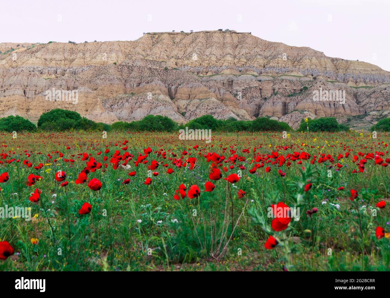 Spring landscape in Chachuna managed reserve, Georgia Stock Photo - Alamy