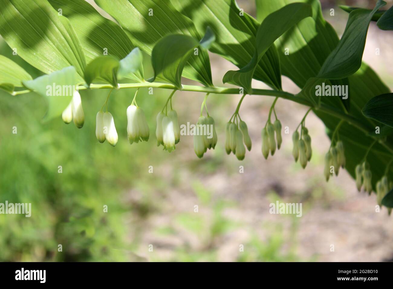 Spring growing flowers and nature that comes alive Stock Photo - Alamy