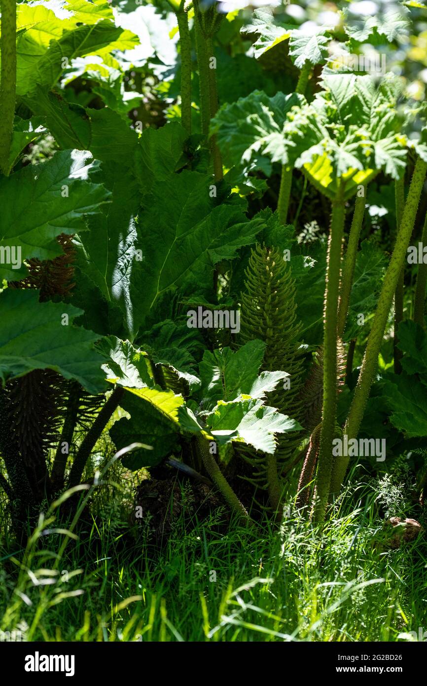 Gunnera Manicata. Lydney Park gardens Stock Photo - Alamy