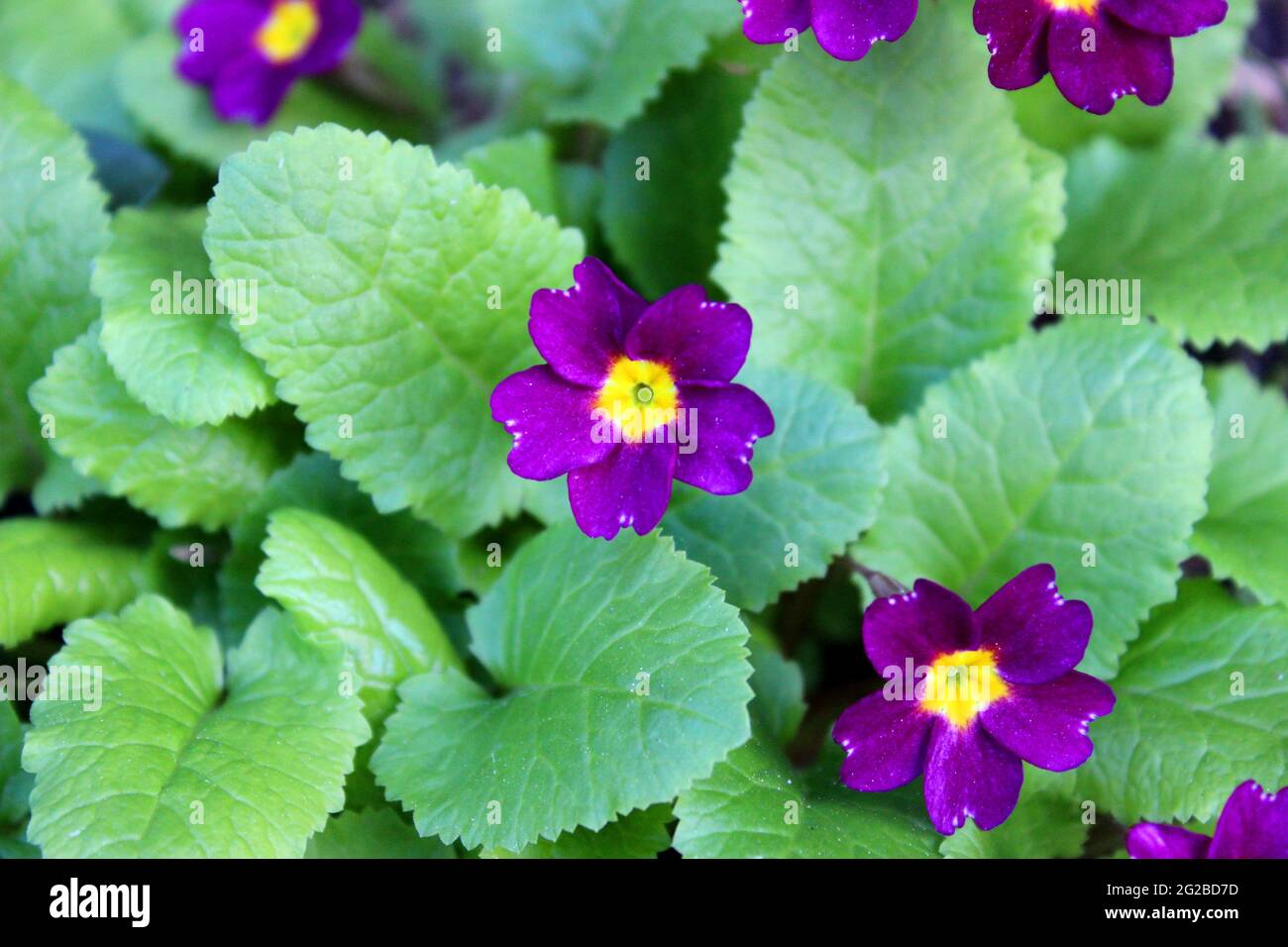 Spring growing flowers and nature that comes alive Stock Photo - Alamy