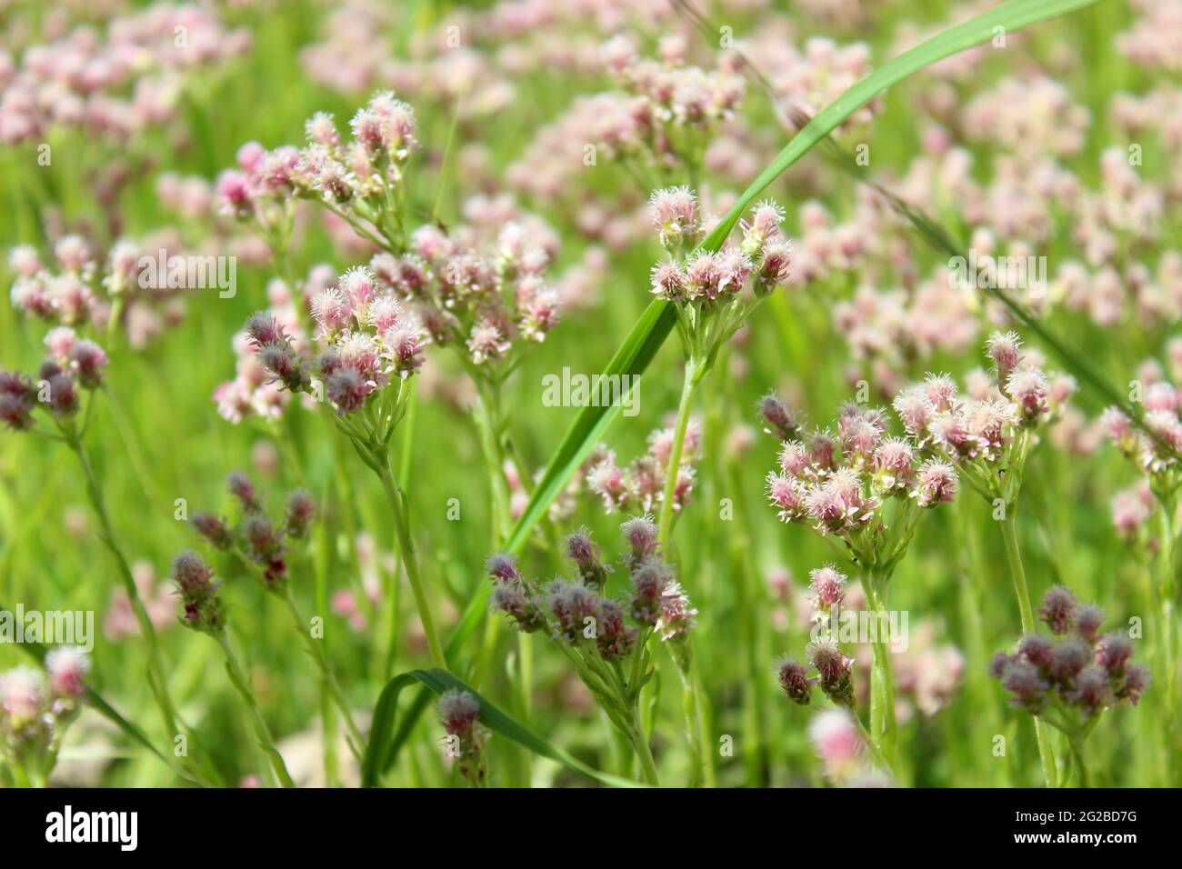 Spring growing flowers and nature that comes alive Stock Photo - Alamy