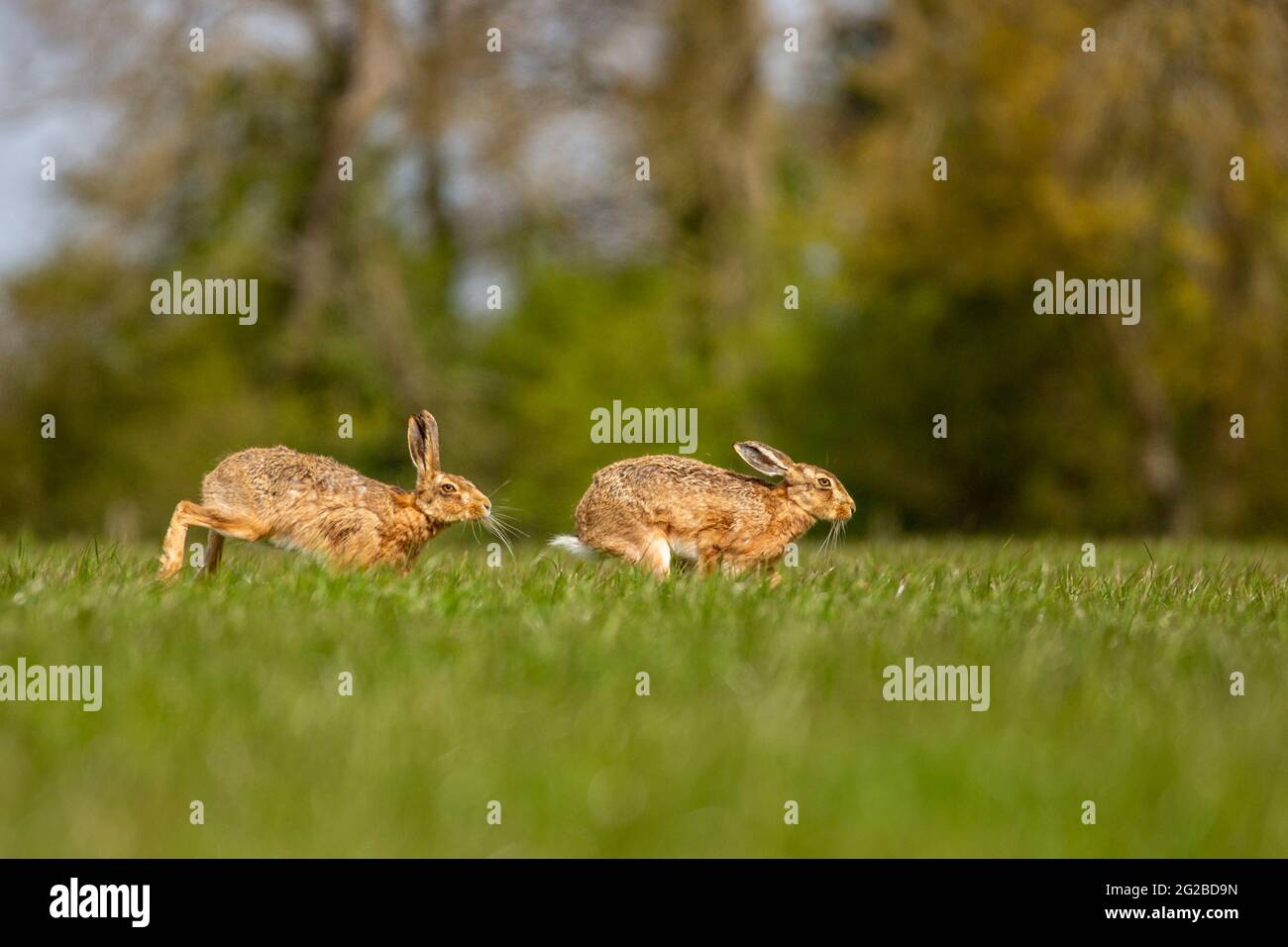 Brown hare on pasture land in springtime (pair running Stock Photo - Alamy