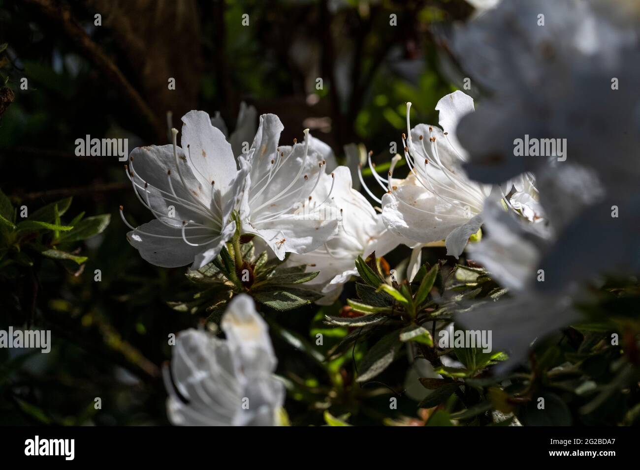 Rhododendron Loderi 'King George'. Large shrub with white flowers ...