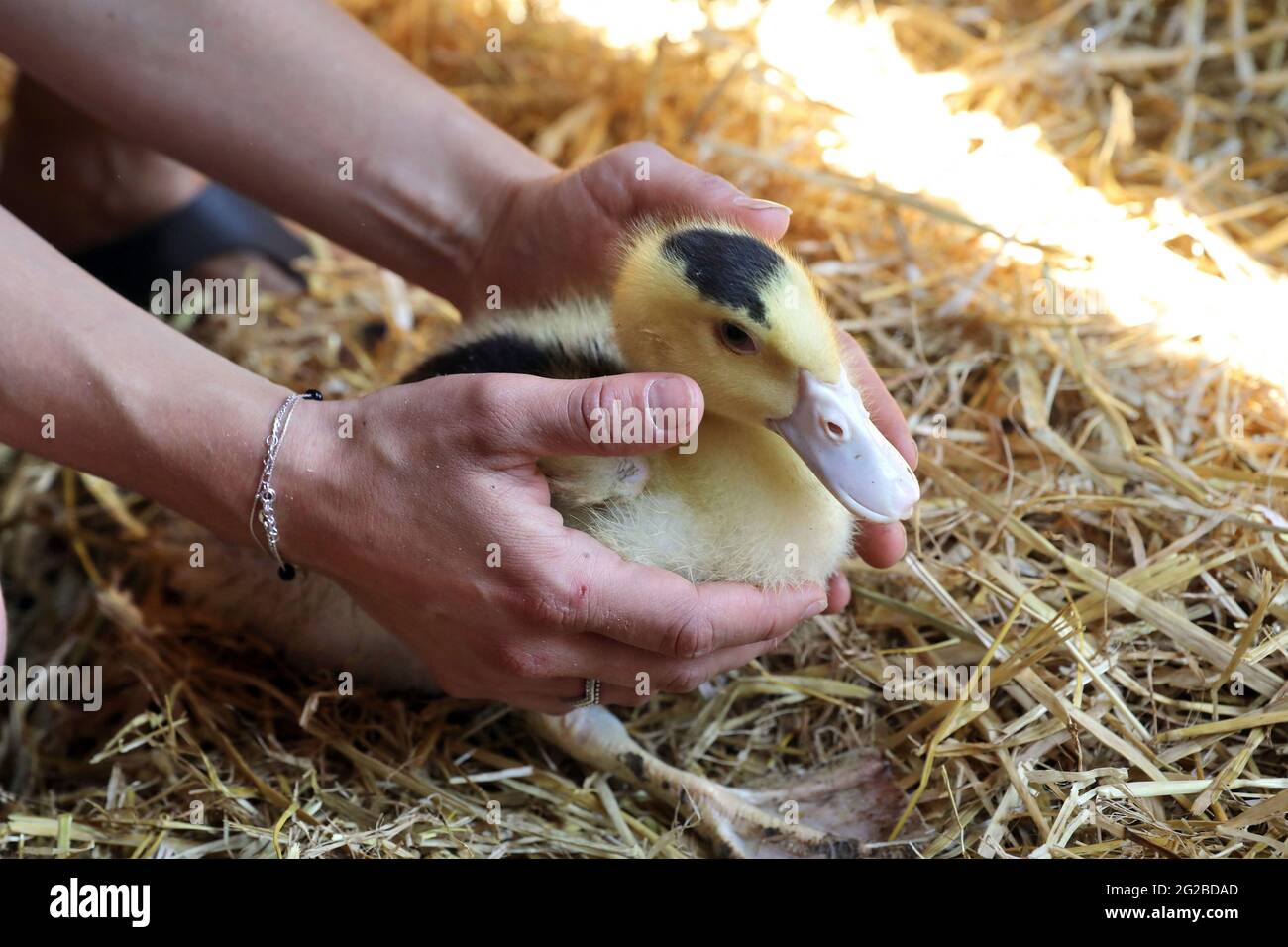 Duck farming hi-res stock photography and images - Alamy