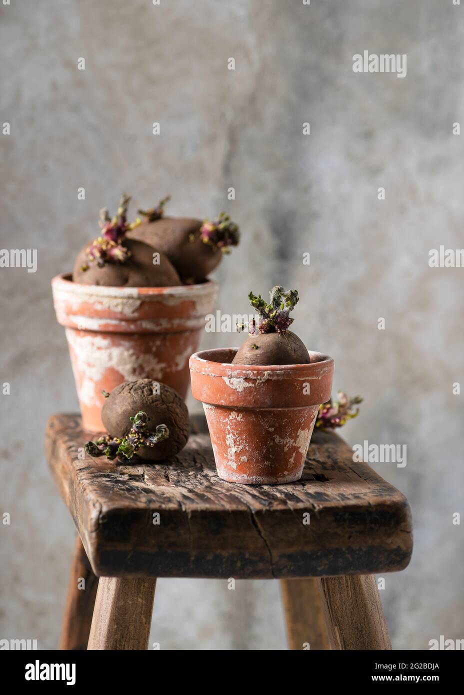 Potato plant roots hi-res stock photography and images - Alamy