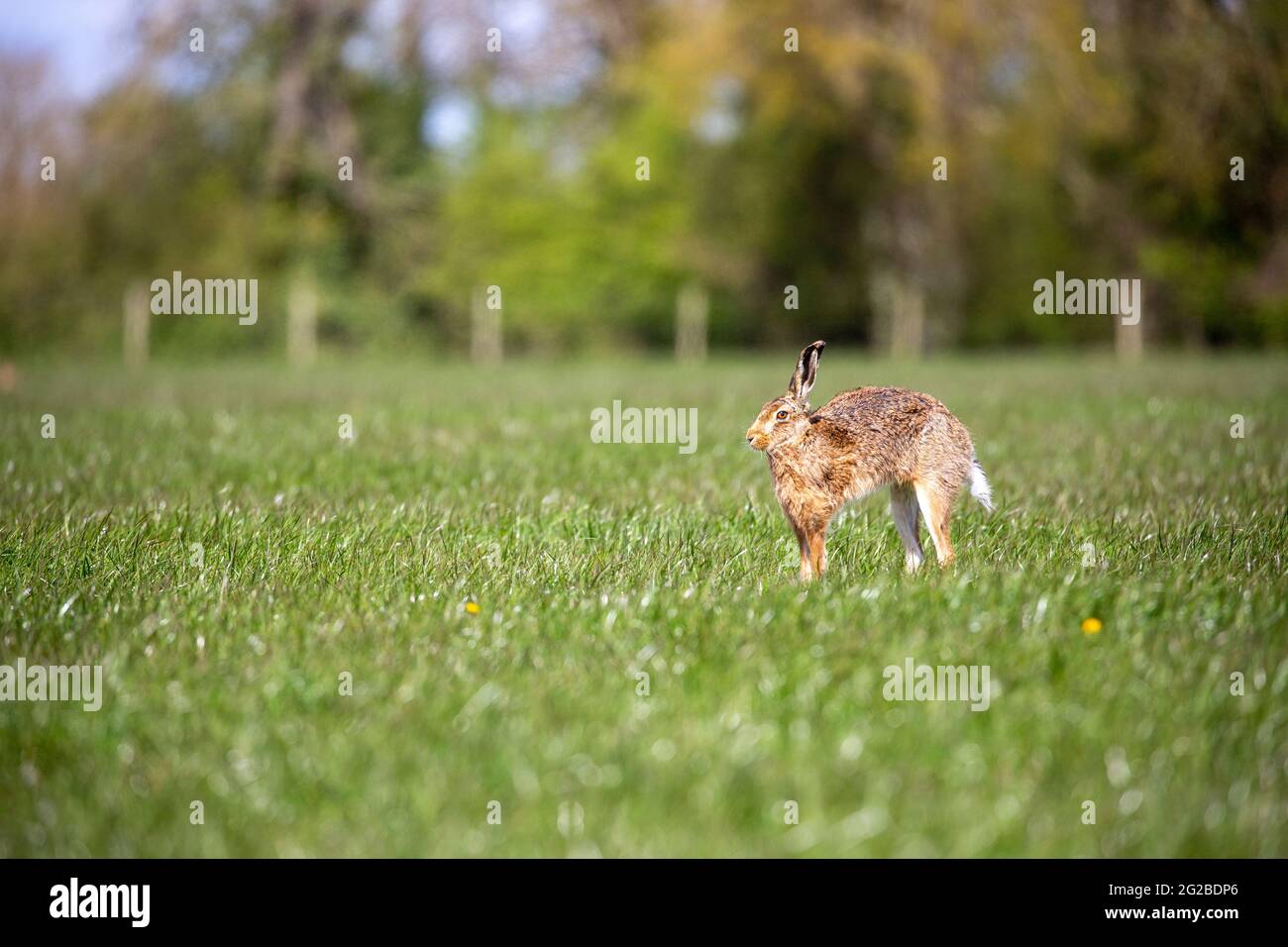 Breeding hare hi-res stock photography and images - Alamy