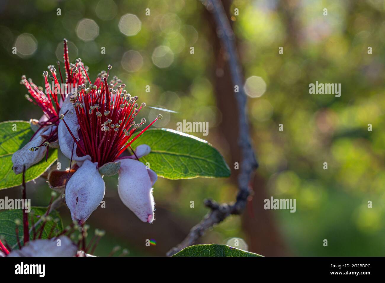 Feijoa bloom hi-res stock photography and images - Alamy