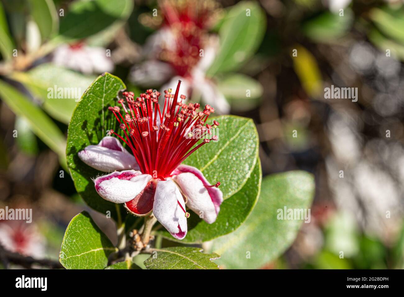 Feijoa bloom hi-res stock photography and images - Alamy