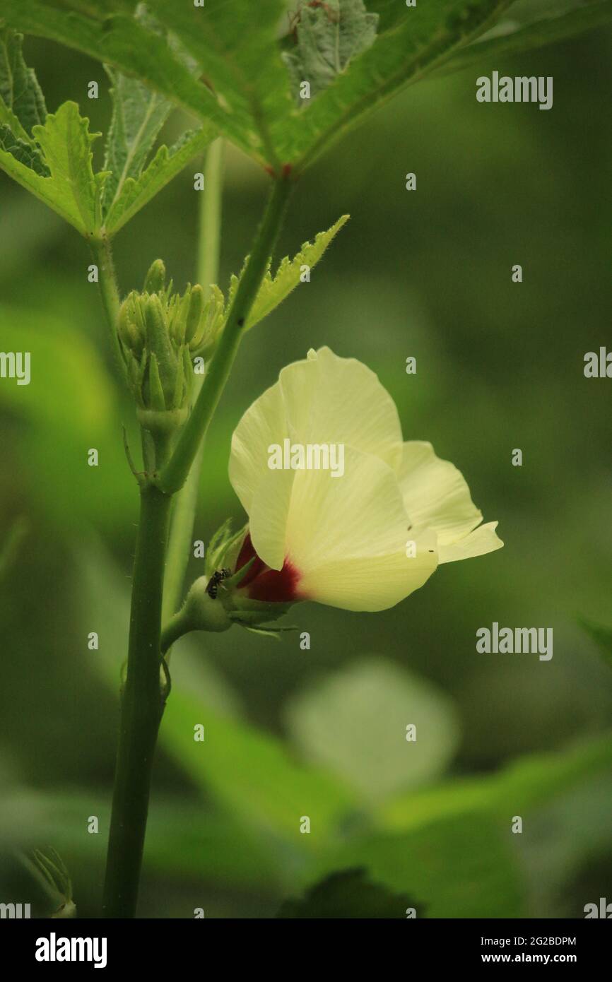 It looks very beautiful to see the flowers of the potato tree Stock ...